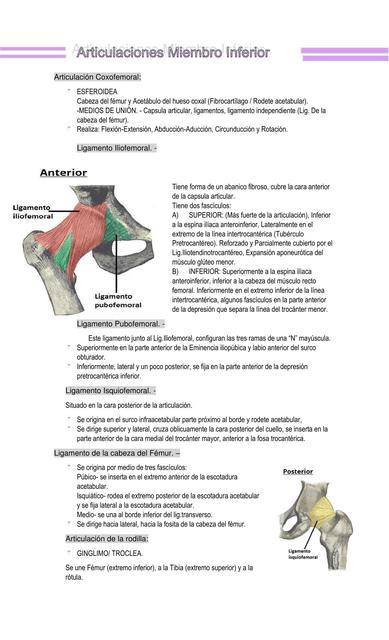 Articulaciones Miembro inferior | Valentina Claros | uDocz