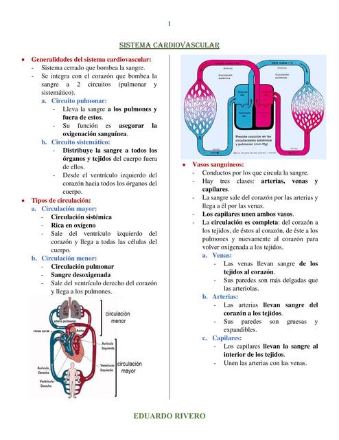 Sistema cardiovascular - Histología | Eduardo Rivero | uDocz