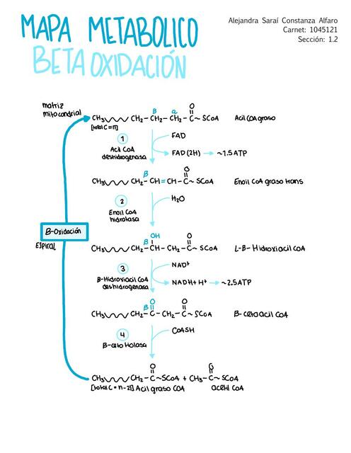 Lipolisis y Betaoxidación | Alejandra Constanza | uDocz