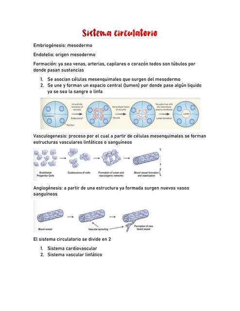 Flashcards de Histología de Sistema circulatorio | Por Jaudy Gutierrez | uDocz
