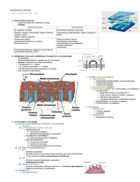 Anatomía Celular | Mardie Barrantes | uDocz