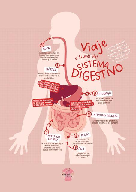 Sistema Digestivo | Breenstudy | uDocz