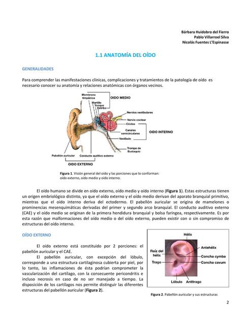 Anatomía del oído | Brigith Cruz | uDocz