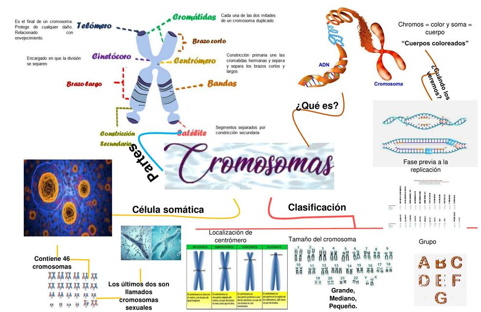 Cromosomas | Danna Cisneros | uDocz