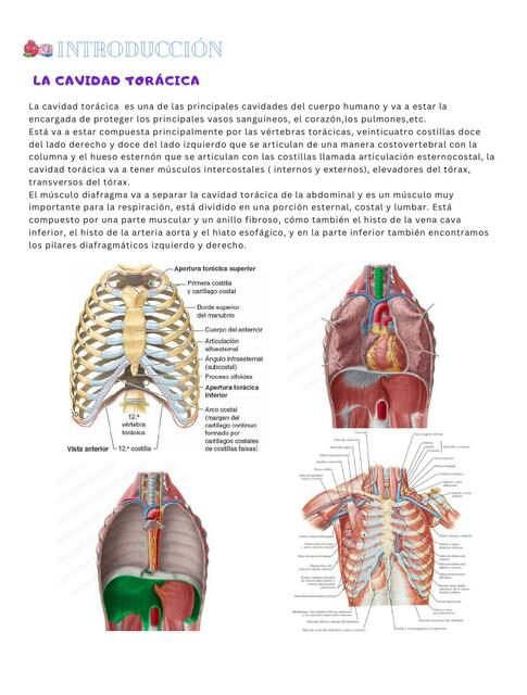 ¿Por Qué Es Importante La Cavidad Torácica? – LEKPU