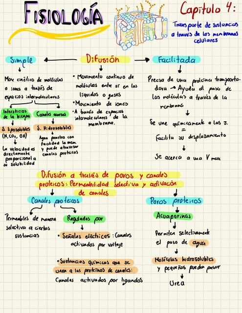 Guyton Fisiología Capítulo 4 | Juan | uDocz