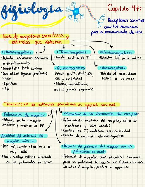 Guyton Fisiología Capítulo 47 | Juan | uDocz