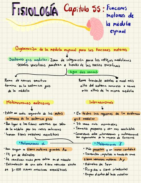 Guyton Fisiología Capítulo 55 | Juan | uDocz