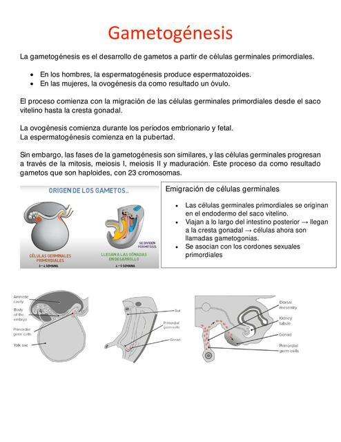 Gametogénesis | ANTONELLA SOFIA MAMANI CRUZ | uDocz