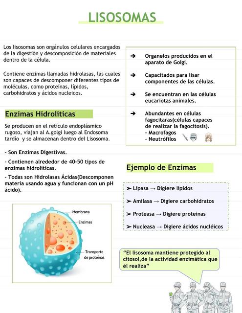 Lisosomas | Christopher | uDocz