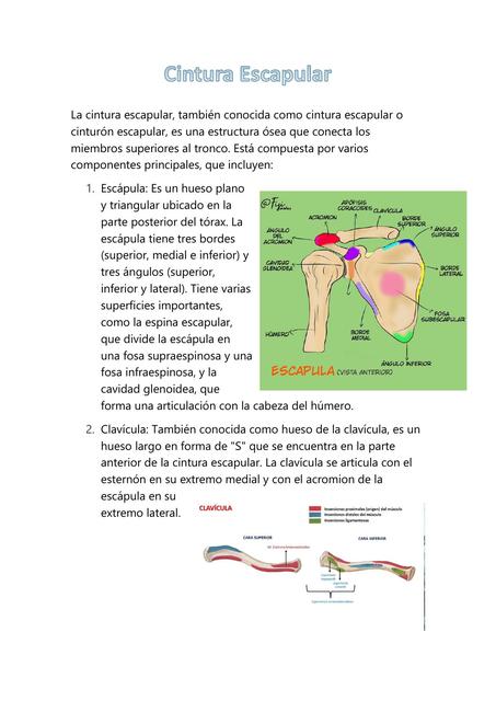 Cintura Escapular | Ana Maldonado | uDocz