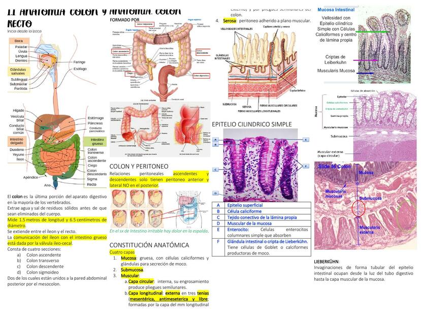 Anatomía Colon y Recto | MEDIKA NOTES | uDocz