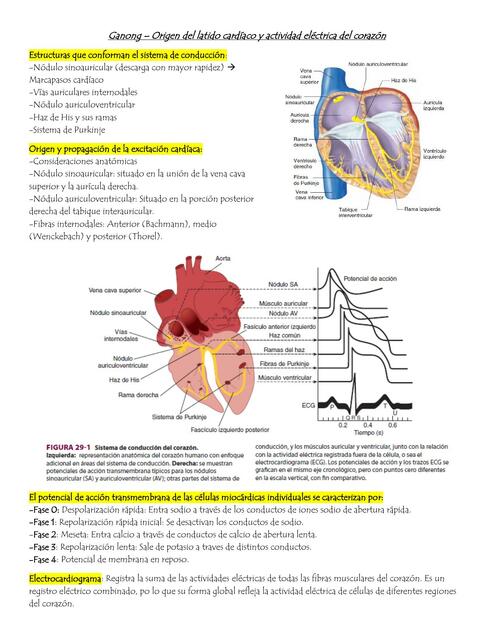 Ganong – Origen del Latido Cardíaco y Actividad Eléctrica del Corazón ...