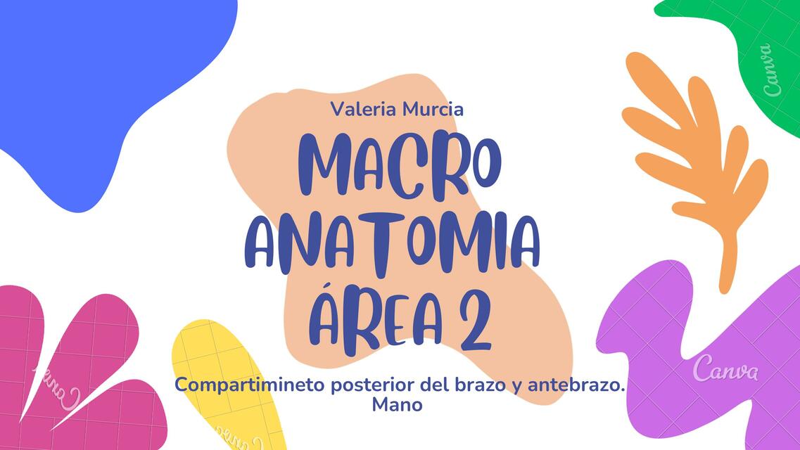 Macro anatomía compartimiento anterior del brazo y antebrazo, mano ...