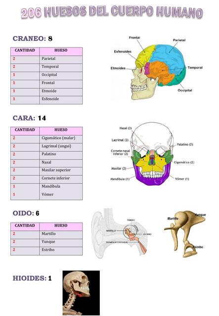Huesos del cuerpo humano | Stefany | uDocz