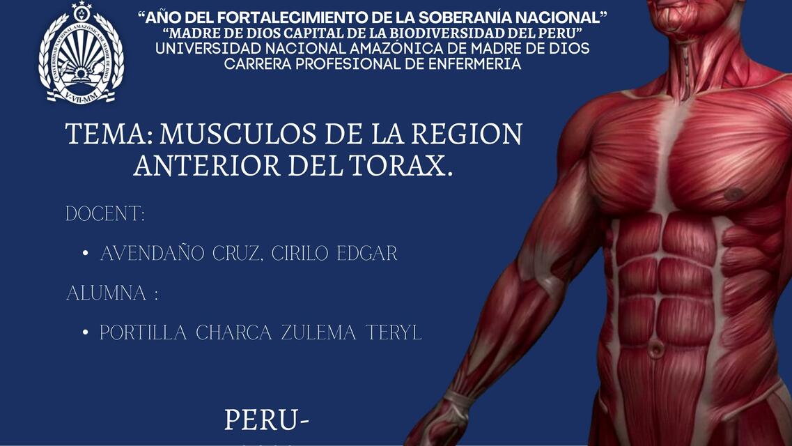 Músculos de la Región Anterior del Tórax | SAMUEL SUCATICONA | uDocz