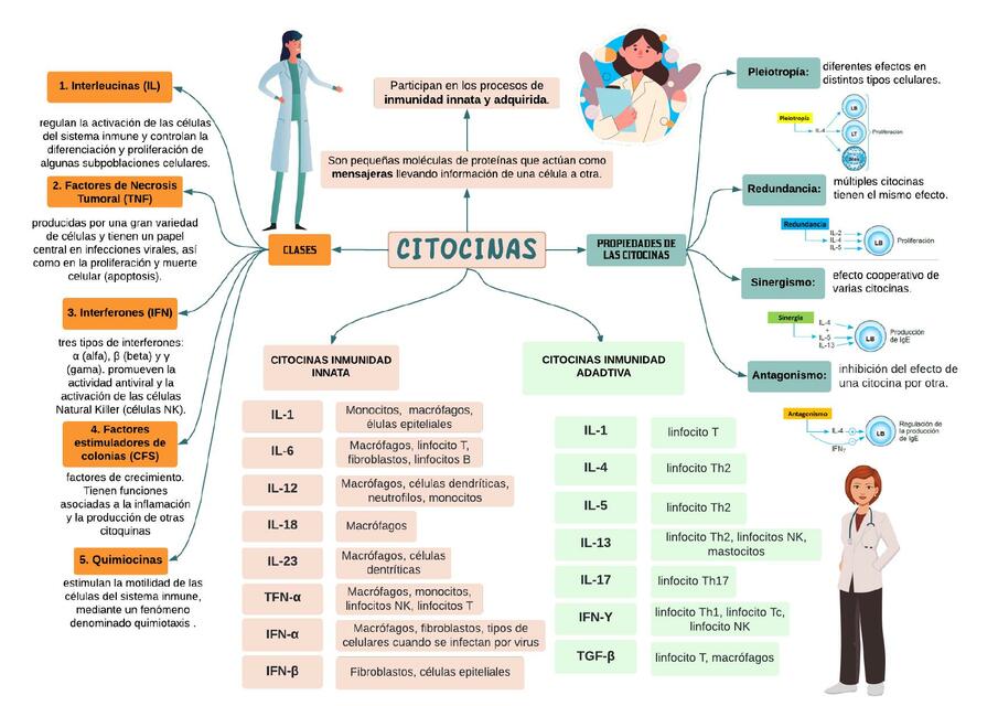 Citocinas | Mishel Arevalo Guerrero | uDocz