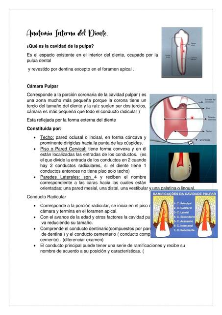 Anatomía Interna del Diente | Victoria Meza | uDocz