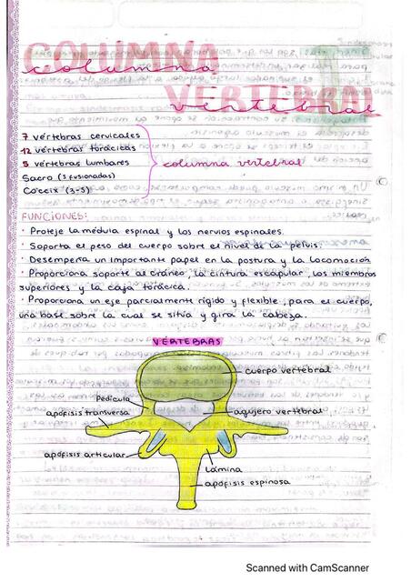 Anatomía Ósea y Articular de Columna Vertebral | Julieta Trapaglia Kenny | uDocz