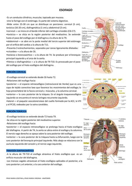 Esófago estomago intestino delgado y grueso | MFrias | uDocz