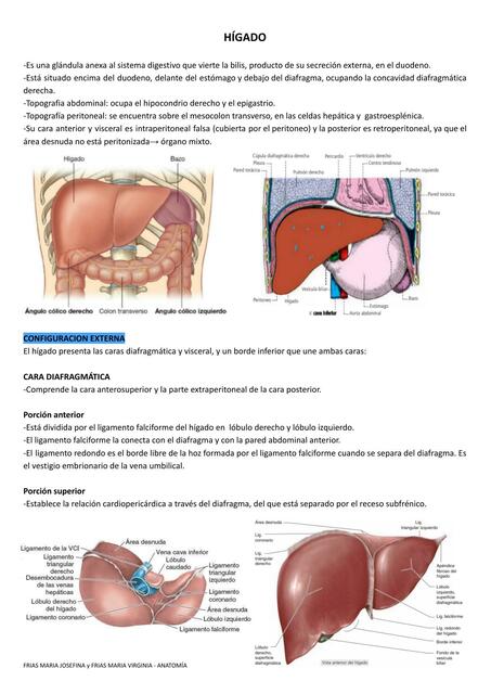 Hígado, vias biliares, bazo y páncreas | MFrias | uDocz