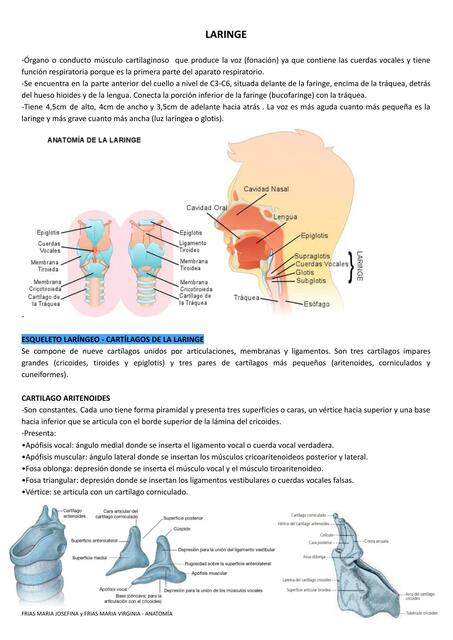 Laringe, traquea, pulmones y caja toracica | MFrias | uDocz