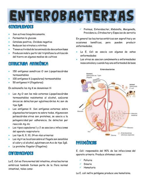 Enterobacterias | Camila Dominguez | uDocz