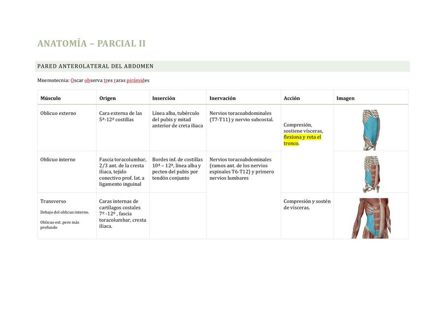 Pared Anterolateral del Abdomen | Faby Bermúdez | uDocz
