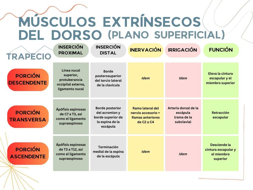 Músculos Extrínsecos del Dorso (Plano Superficial) | Ernesto Ohtli ...