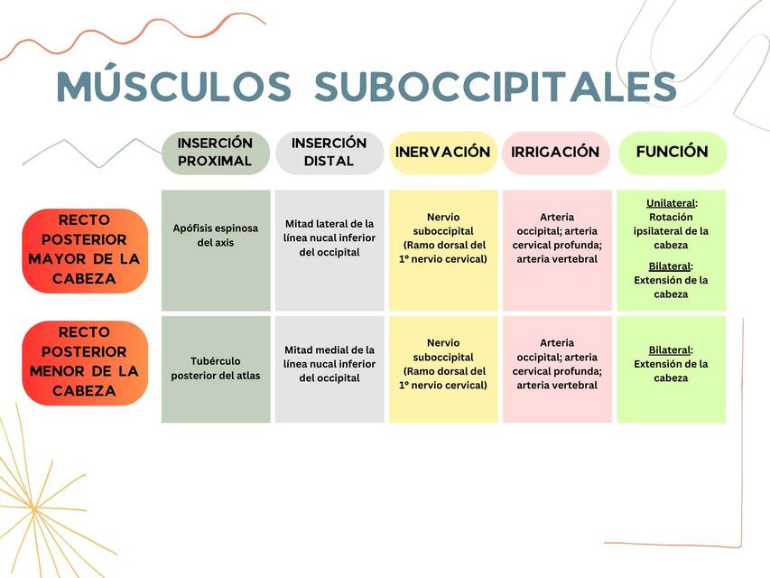 Músculos Suboccipitales (Tabla) | Ernesto Ohtli Mejia Ramirez | uDocz