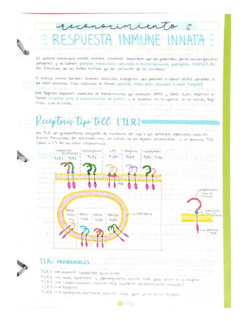 Respuesta Inmune Innata | HannMed | uDocz