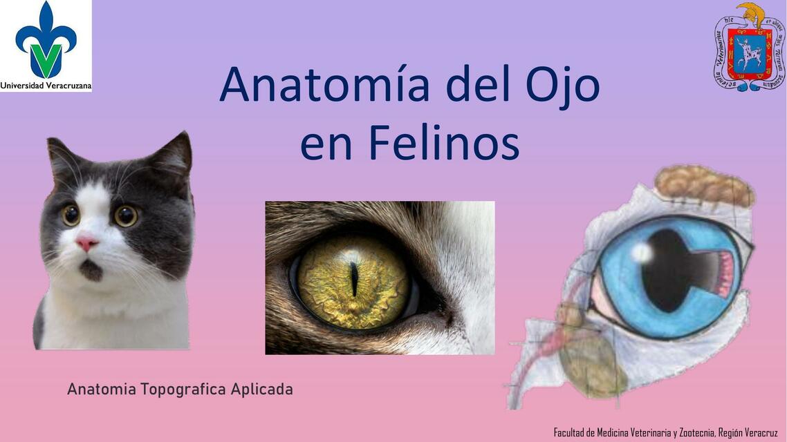 Anatomía del Ojo en Felinos | Diana Beltran | uDocz