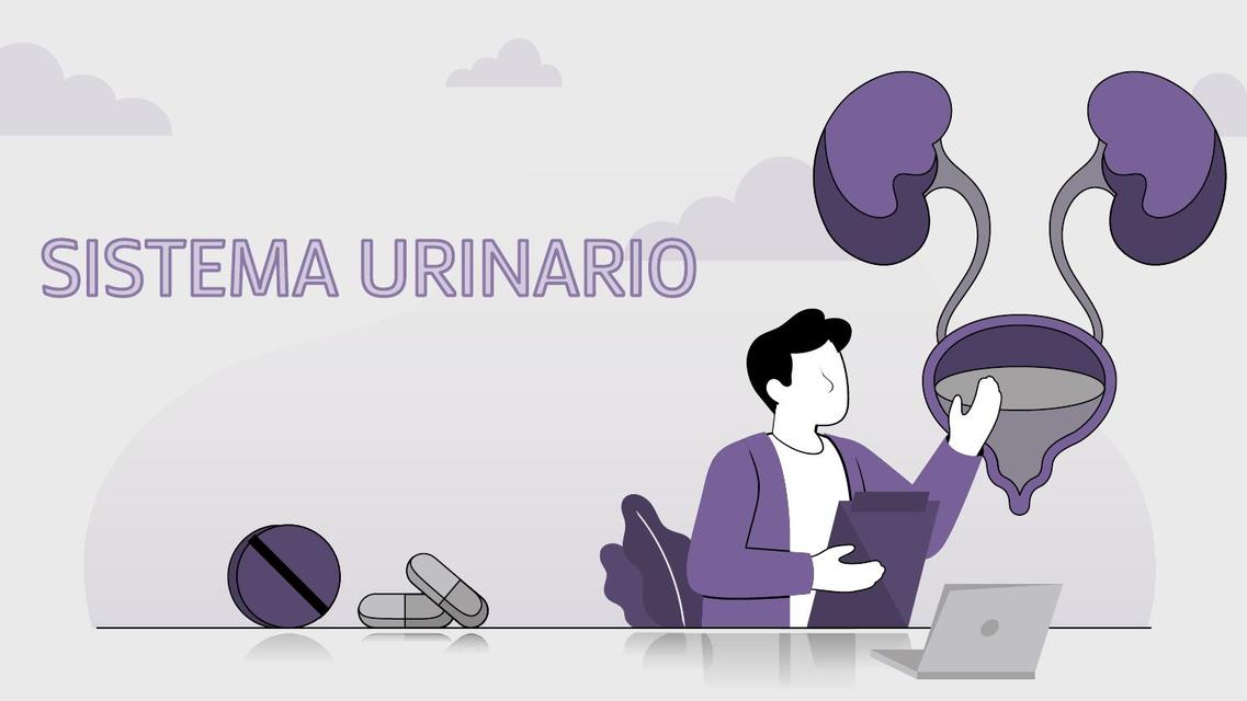 Sistema Urinario | Milagros | uDocz