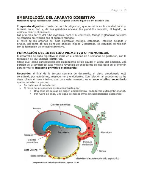 Embriología del Aparato Digestivo | Alejandra Fernandez | uDocz