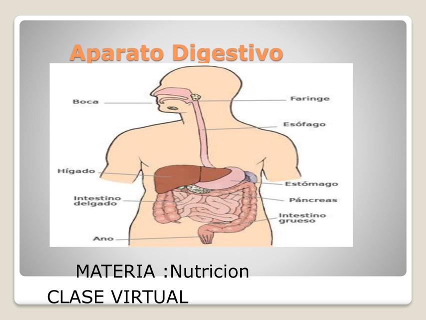 El Aparato Digestivo | Enfermería | uDocz