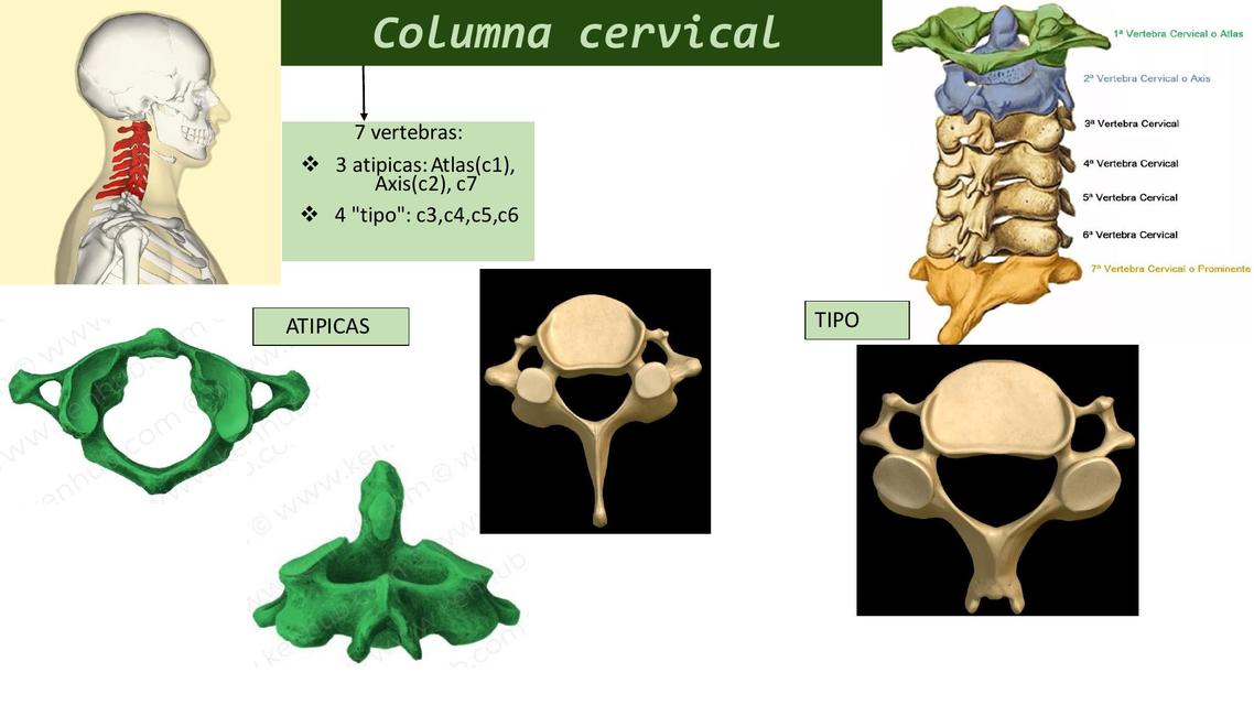 Columna cervical | marta gomez | uDocz