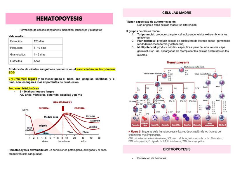 Hematopoyesis | Dr.Villanueva | uDocz