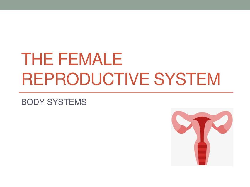 The Female Reproductive System | Iveth Salazar | uDocz