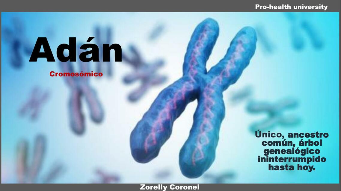 Adán cromosómico | Maria Nela Pedroza | uDocz