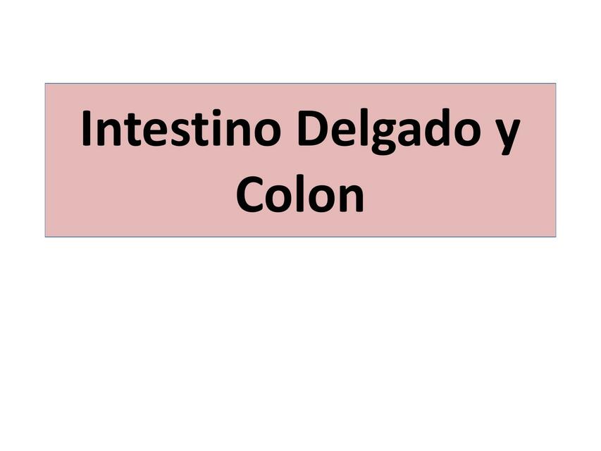 Intestino delgado y colon | Lisette ResuMedIqObste | uDocz