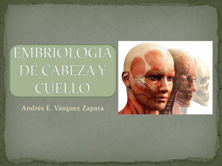 Embriología De Cabeza y Cuello | Andrese Vz | uDocz