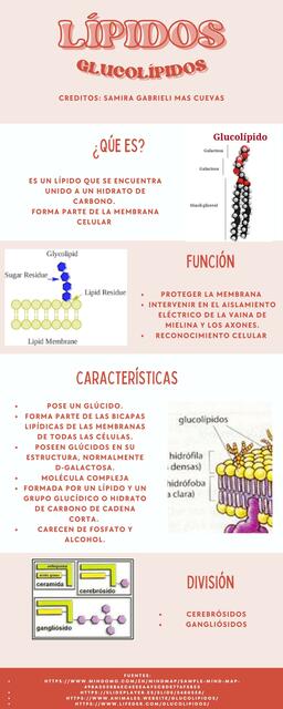 Resúmenes de Glucolípidos | Descarga apuntes de Glucolípidos