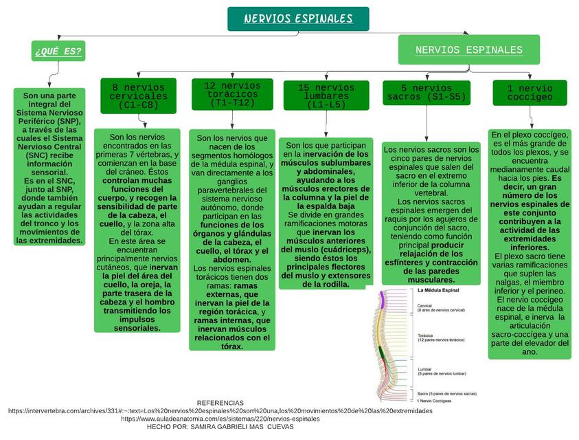 Nervios espinales | Samira Maas | uDocz