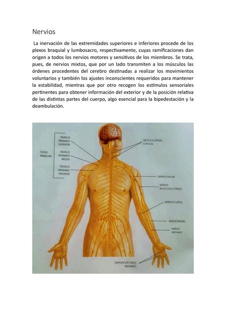 Nervios | Ange Rosario | uDocz