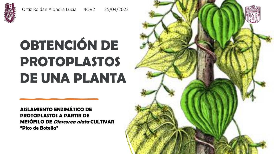 Obtención de protoplastos de una planta | Alondra Ortiz | uDocz