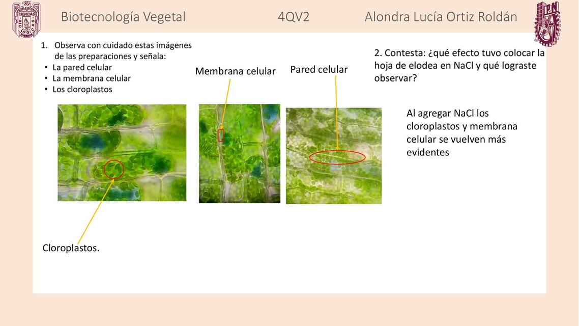 Biotecnología vegetal | Alondra Ortiz | uDocz