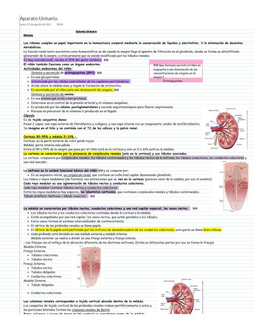 Sistema urinario. | uDocz