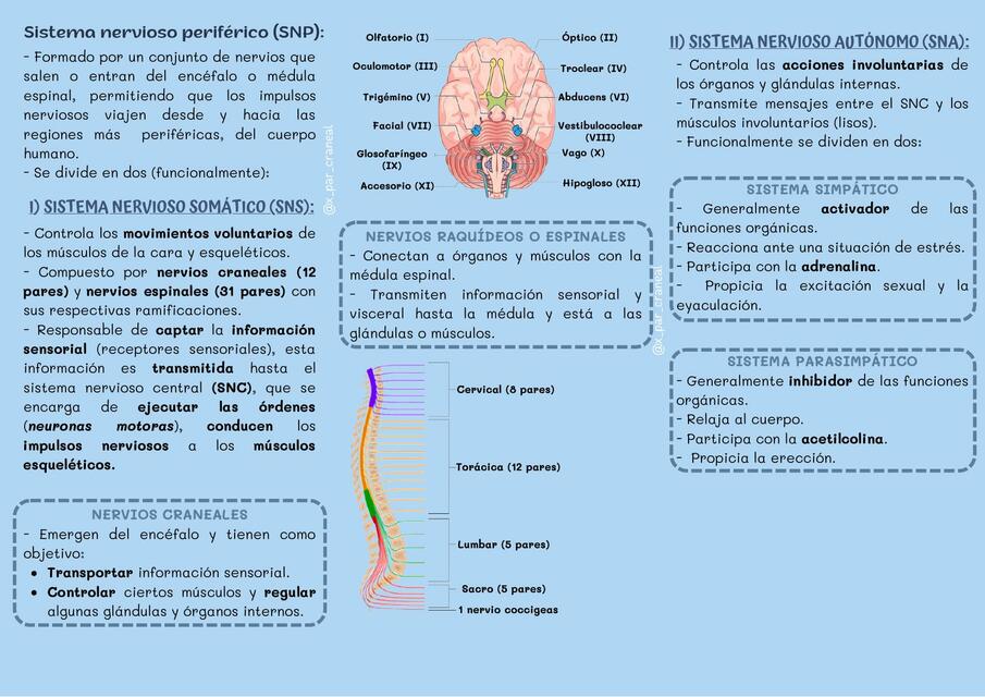 Décimo Par Craneal | uDocz