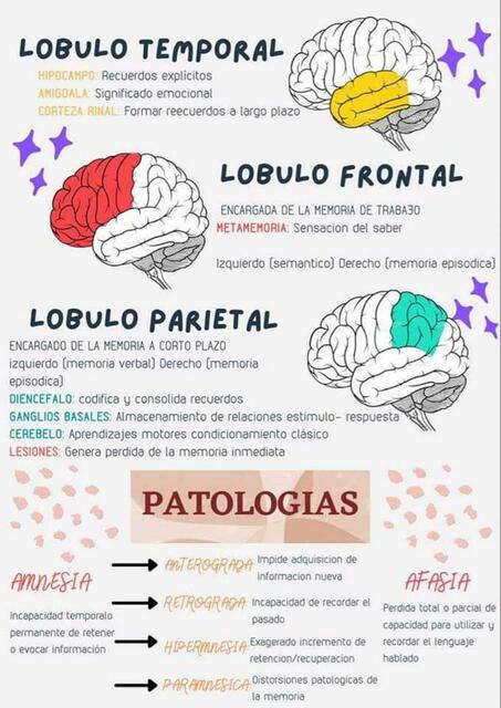 Lóbulo temporal | anonimo24 | uDocz
