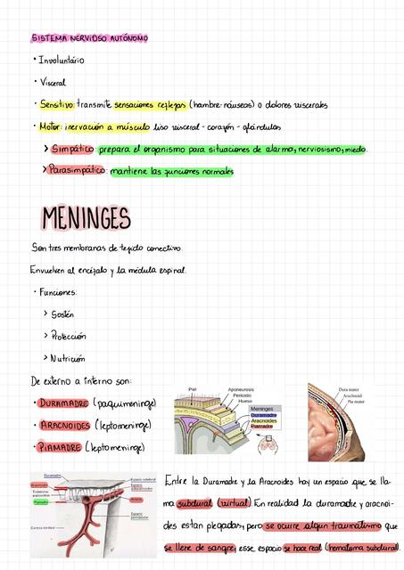 Meninges | Fernanda Albuquerque | uDocz